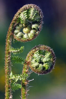 Common Male Fern Males Fern Dryopteris Editorial Stock Photo - Stock ...