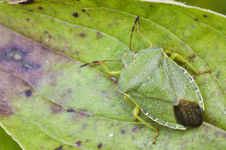 50 Green stink bug Stock Pictures, Editorial Images and Stock Photos ...