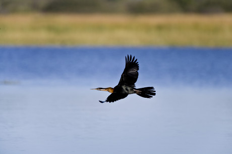 Snakebird Water Turkey Anhinga Flight Okavango Editorial Stock Photo ...