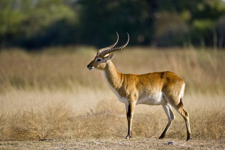 Lechwe Southern Lechwe Antelope Kobus Leche Editorial Stock Photo ...