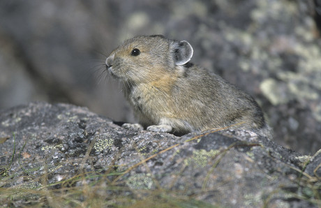 38 Pikas Stock Pictures, Editorial Images and Stock Photos | Shutterstock
