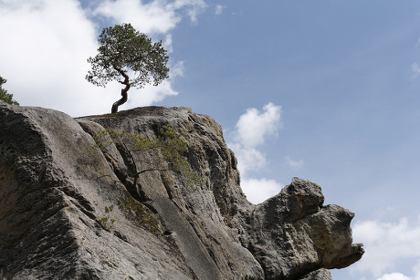 Rocks Late Triassic Period Pine Tree Editorial Stock Photo - Stock ...