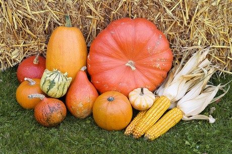 12 Cucurbitas Stock Pictures, Editorial Images and Stock Photos ...