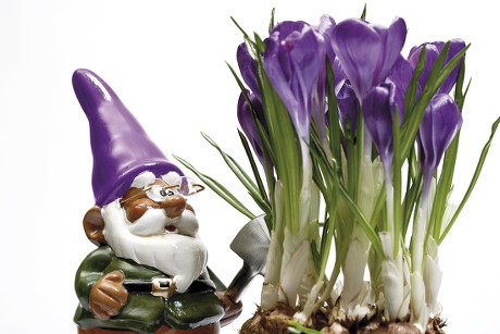 Garden Gnome Wearing Glasses Carrying Spade Editorial Stock Photo ...