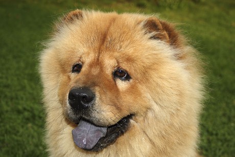 Chowchow Portrait Dog Editorial Stock Photo - Stock Image | Shutterstock