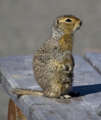 37 Arctic ground squirrels Stock Pictures, Editorial Images and Stock ...
