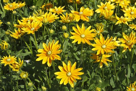 25 Rudbeckia hirta Stock Pictures, Editorial Images and Stock Photos ...