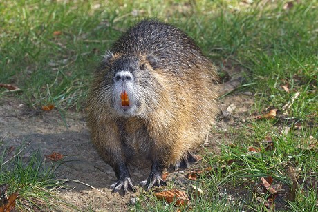 21 Nutria rats Stock Pictures, Editorial Images and Stock Photos ...
