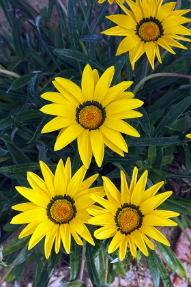 Treasureflower Stock Pictures, Editorial Images and Stock Photos ...