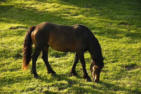 71 Brumbee Stock Pictures, Editorial Images and Stock Photos | Shutterstock