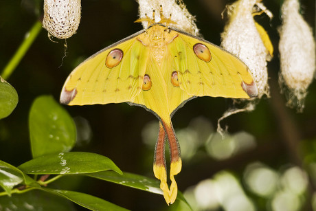 13 Comet moths Stock Pictures, Editorial Images and Stock Photos ...