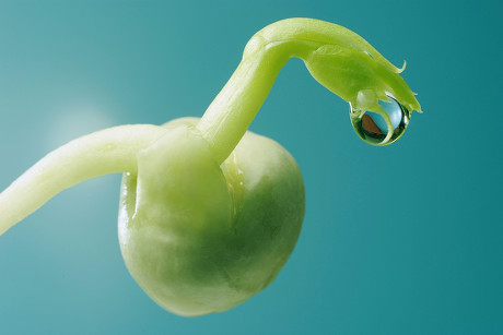 4 Pullulate Stock Pictures, Editorial Images and Stock Photos ...