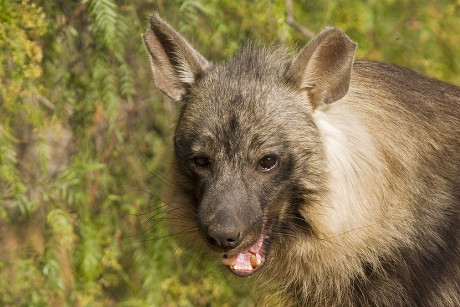 19 Brown hyenas Stock Pictures, Editorial Images and Stock Photos ...