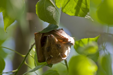 Peterss Epauletted Fruit Bat Epomophorus Crypturus Editorial Stock ...