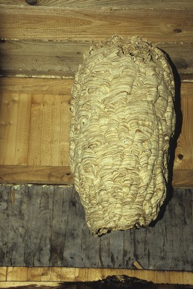 17 Large insect nest Stock Pictures, Editorial Images and Stock Photos ...