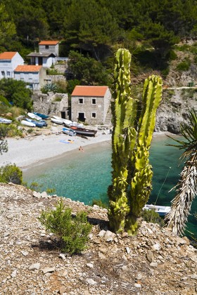 Sutmiholjska Cove Beach Behind Cactus Mljet Editorial Stock Photo ...