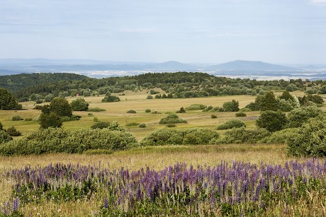 Lupin Growing Meadow Landscape Hohe Rhoen Editorial Stock Photo - Stock ...