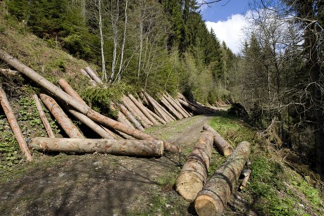Lumbered Wood Lying On Mountain Slope Editorial Stock Photo - Stock ...