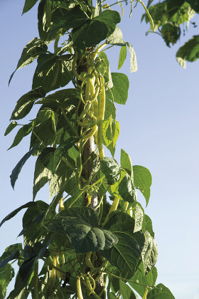 Common Beans Phaseolus Vulgaris Editorial Stock Photo - Stock Image ...