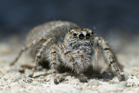 31 Hairy spider Stock Pictures, Editorial Images and Stock Photos ...
