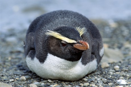Fiordland Crested Penguin Eudyptes Pachyrhynchus Lying Editorial Stock ...