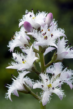 Bogbean Buckbean Menyanthes Trifoliata Schwaz Tyrol Editorial Stock ...