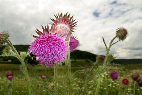 Musk Thistles Carduus Nutans Editorial Stock Photo - Stock Image ...