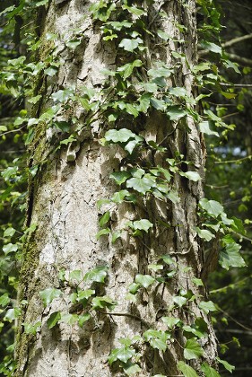 Common Ivy Hedera Helix Creeping Sycamore Editorial Stock Photo - Stock ...