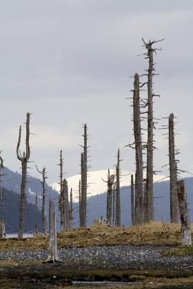 Forest Dead Trees Near Whittier Pacific Editorial Stock Photo - Stock ...