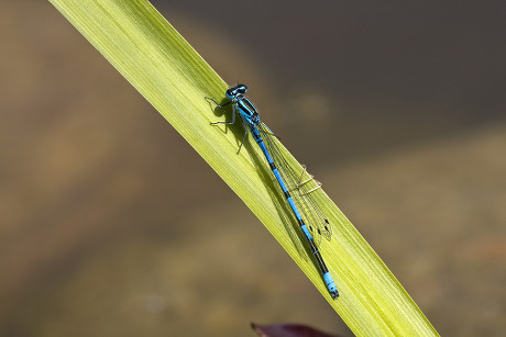 Azure Damselfly Male Coenagrion Puella Dragonfly Editorial Stock Photo ...