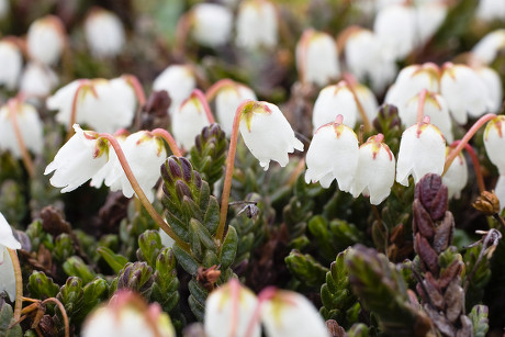 2 Arctic bell heather Stock Pictures, Editorial Images and Stock Photos ...