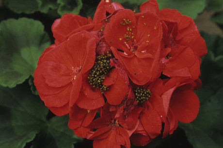 11 Young geranium plants Stock Pictures, Editorial Images and Stock ...