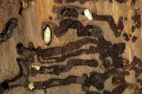 25 Ips typographus Stock Pictures, Editorial Images and Stock Photos ...