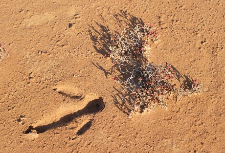 Emu Footprint Tracks Dromaius Novaehollandiae Ground Editorial Stock ...