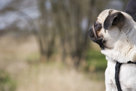 Young Pug Looking Around Editorial Stock Photo - Stock Image | Shutterstock
