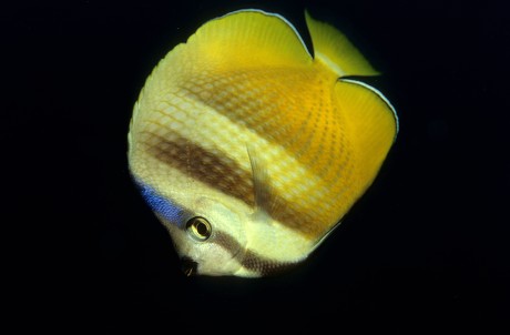 Sunburst Kleins Butterflyfish Chaetodon Kleinii Editorial Stock Photo ...