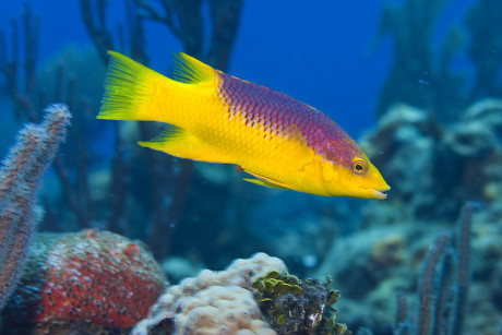 Spanish Hogfish Hog Fish Bodianus Rufus Editorial Stock Photo - Stock ...