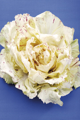 Radicchio Variegato Di Castelfranco Variegated Chicory Editorial Stock ...