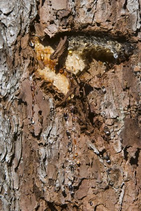 Resin On Tree Trunk Berchtesgaden Bavaria Editorial Stock Photo - Stock ...