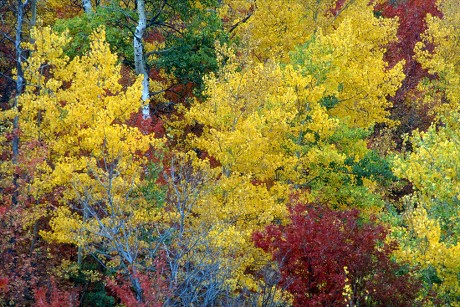 Common Aspen Trees Populus Tremula Yellowstone Editorial Stock Photo ...