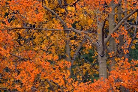 Common Aspen Trees Populus Tremula Fall Editorial Stock Photo - Stock ...