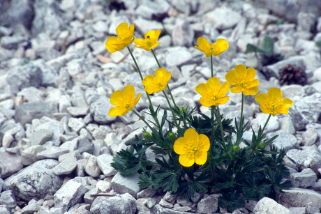 Mountain Buttercup Ranunculus Montanus Lake Lago Editorial Stock Photo ...