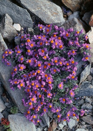 Alpine Toadflax Linaria Alpina Hohe Tauern Editorial Stock Photo ...
