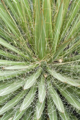 Thread Agave Agave Filifera Native Mexico Editorial Stock Photo - Stock ...