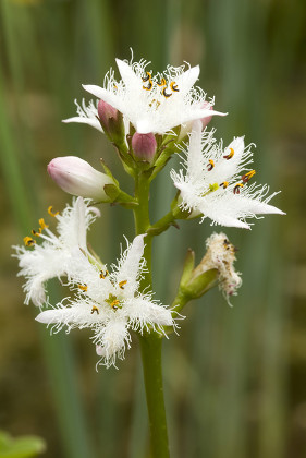 Bog Bean Buckbean Menyanthes Trifoliata Schwaz Editorial Stock Photo ...