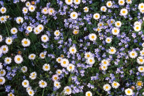 4 Common gypsyweed Stock Pictures, Editorial Images and Stock Photos ...