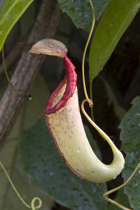 Tropical Pitcher Plant Monkey Cup Nepenthes Editorial Stock Photo ...