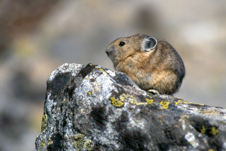 38 Pikas Stock Pictures, Editorial Images and Stock Photos | Shutterstock