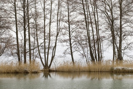 Trees On Shore Lake Frauensee Kramsach Editorial Stock Photo - Stock ...