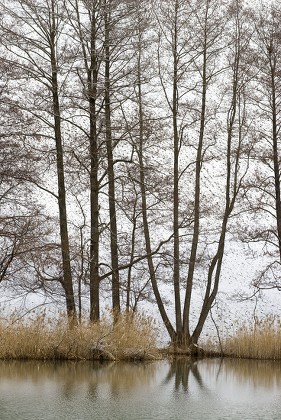 Trees On Shore Lake Frauensee Kramsach Editorial Stock Photo - Stock ...
